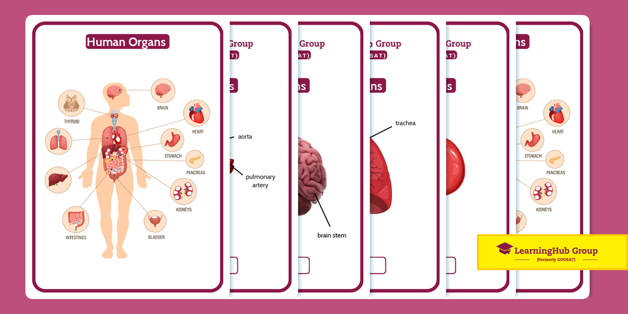 Teachers – LearningHub Group